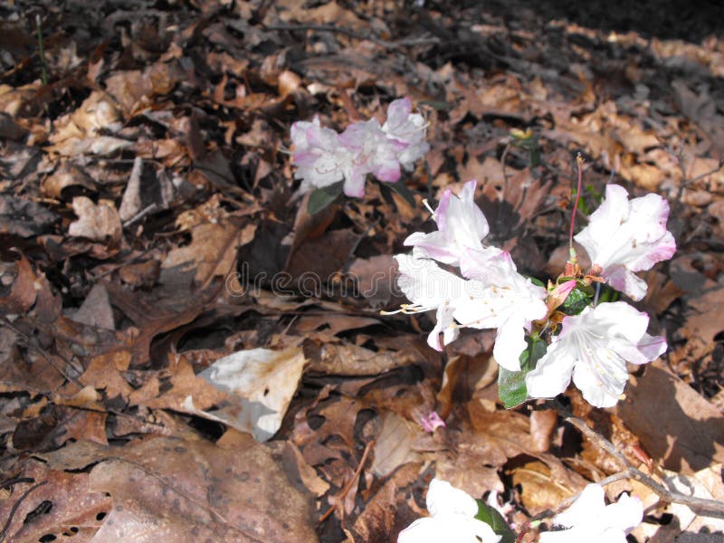 677 Birds Eye Flowers View Stock Photos - Free & Royalty-Free Stock ...