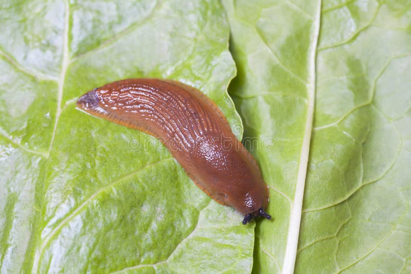 Close up of slug on leaves stock photo. Image of brown - 46988070