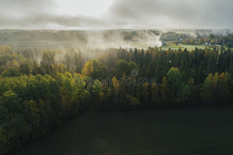Birds Eye View of Thick Forest during Autumn Stock Image - Image of ...