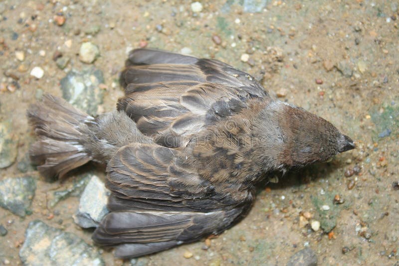 Birds Fall from the Nest on the Tree,Sparrow Bird on the Ground Stock ...