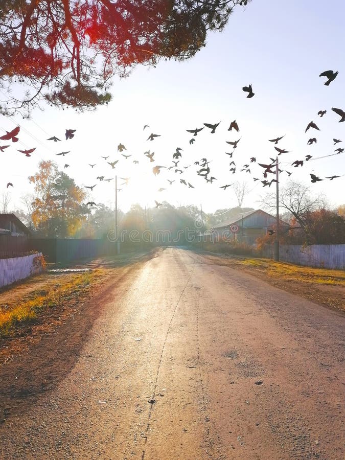 Birds in the Fall on the Road. Stock Image - Image of flew, ravens ...