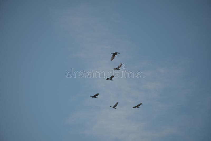 Birds family fly over sky stock image. Image of family - 100433435