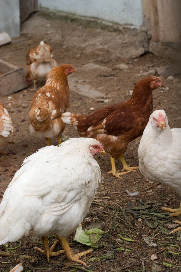 Birds On Farm Picture. Image: 3428948