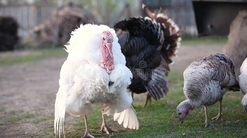 Birds on the Farm. a Group of Turkeys are Grazing in the Farmyard Stock ...