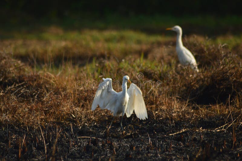 Birds on farm land stock photo. Image of landcbefore - 183479460