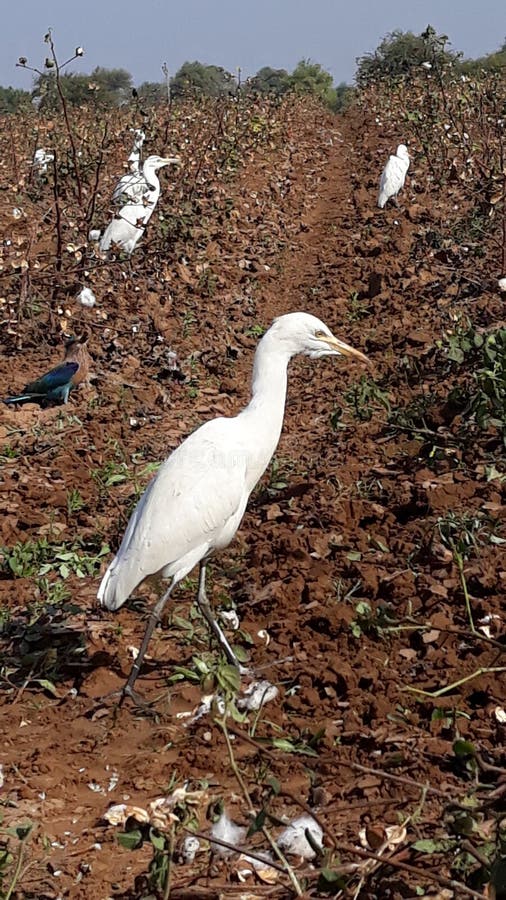 Birds in farm stock photo. Image of nature, village - 154442532