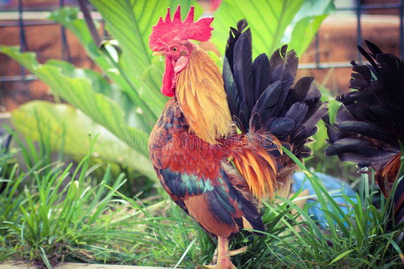 The Pygmy Chicken Us Lockup Stock Image - Image of fowl, macaw: 218108241