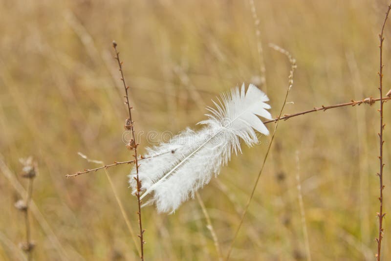 Birds of a feather stock image. Image of natural, abstraction - 66655513