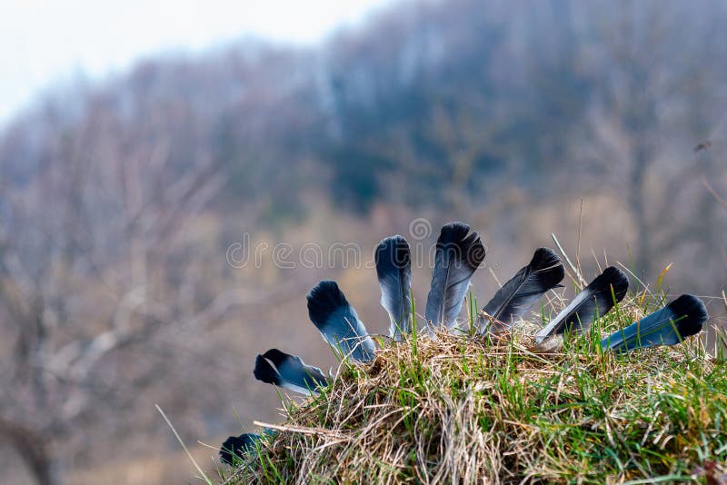 Birds Feathers Perched on Grass Stock Photo - Image of beaks, nature ...