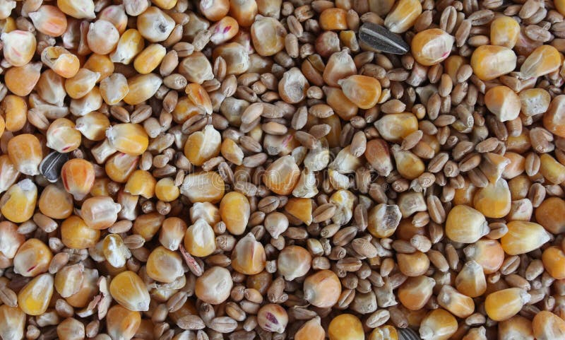 Birds Feed stock photo. Image of natural, agriculture - 34886996