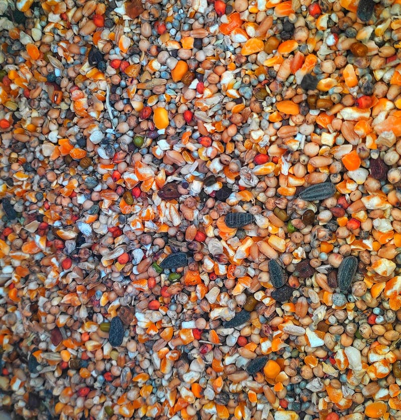 Birds feed mix all food stock image. Image of birds - 244639299