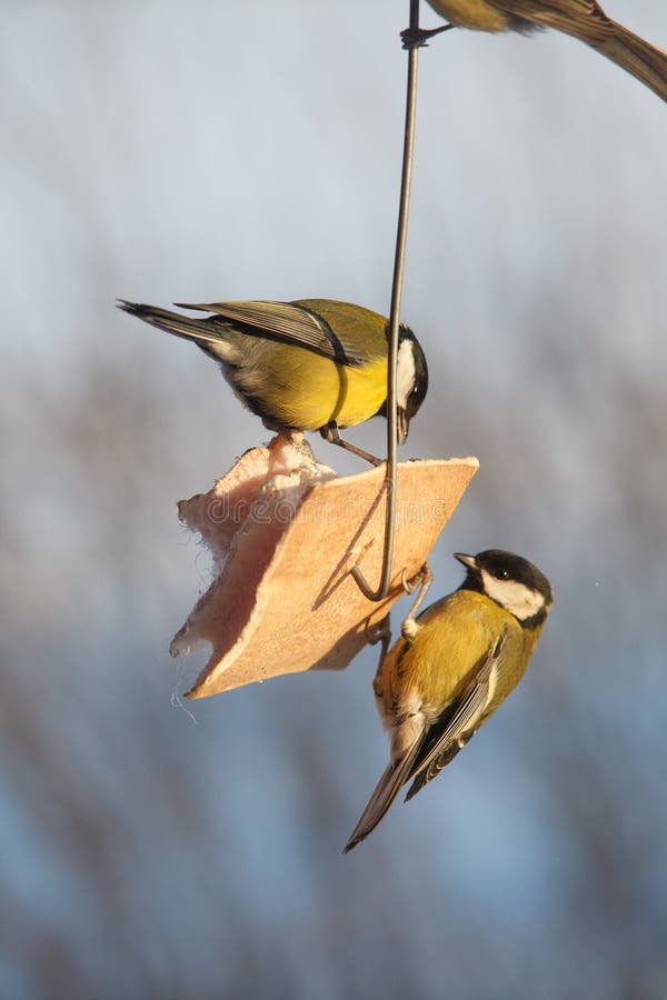 Birds Sparrows Flitting in the Air and Arguing in the Park Stock Photo ...