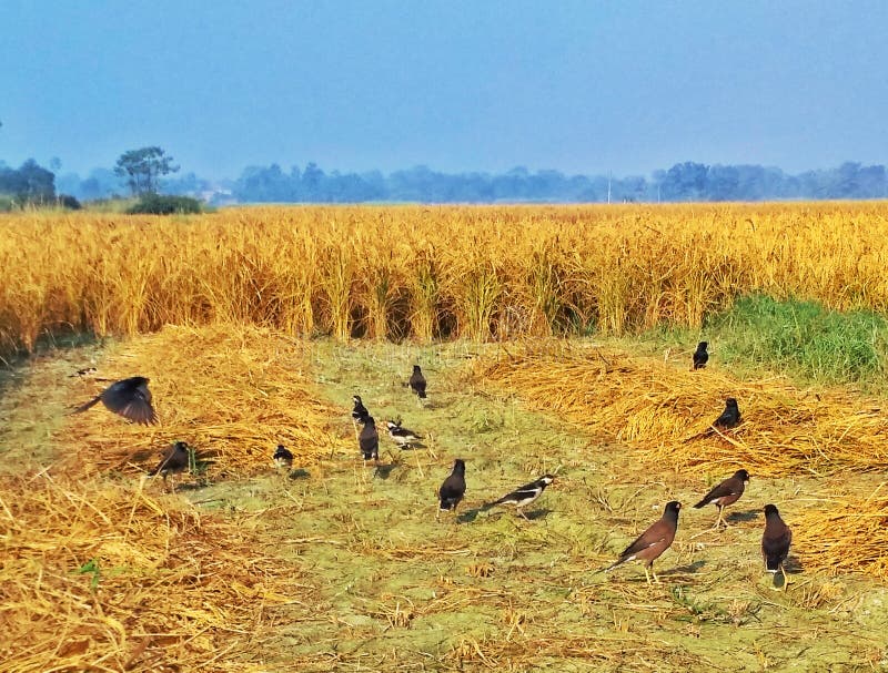 Birds on paddy field stock photo. Image of animal, green - 180846834