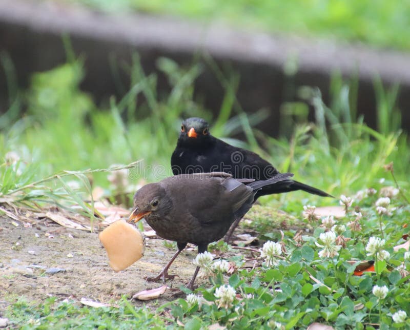 Birds Feeding in Pair Out in Nature Stock Image - Image of nature ...