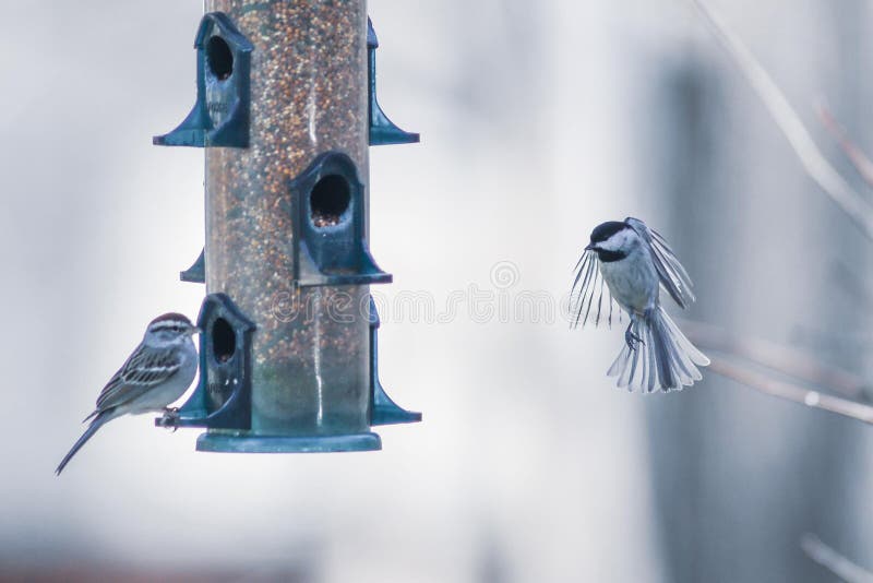 Birds feeding and playing stock photo. Image of seed - 266296798