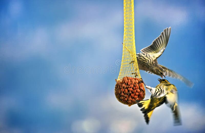 Two Birds Fighting Over Territory at the Edge of the Shore Stock Image ...