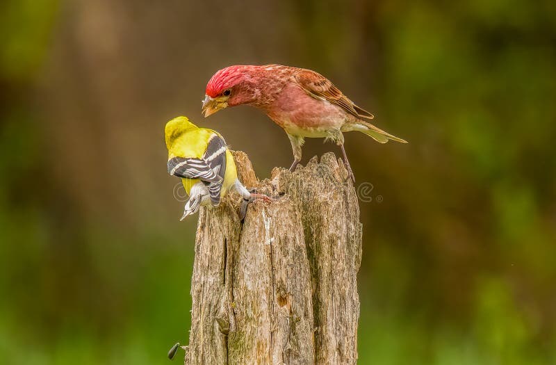 Birds fighting on a posr stock photo. Image of wing - 266630172