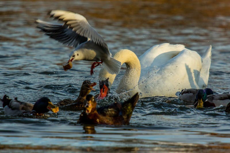 Birds fighting stock photo. Image of battle, neck, elegance - 50369774