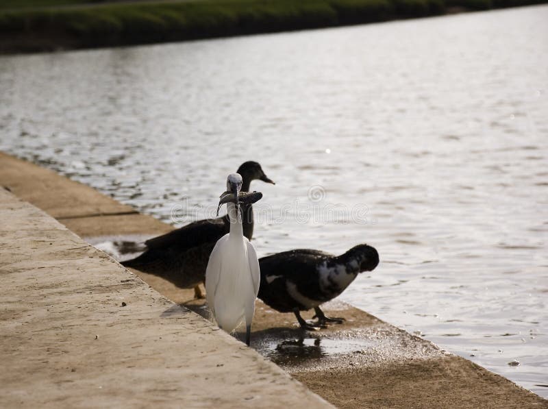 Birds with fish in mouth stock image. Image of black, fish - 2974339