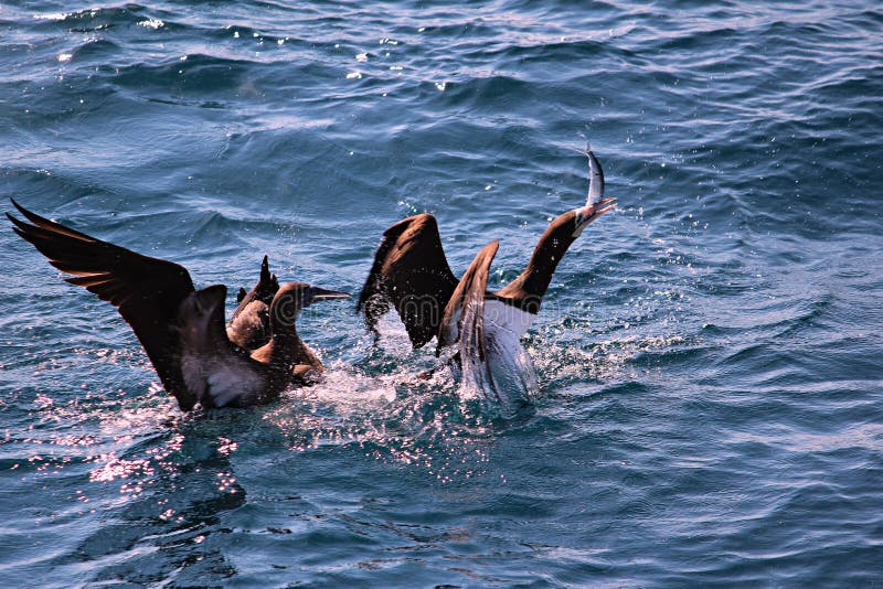 Birds fishing stock image. Image of sunset, water, bird - 88301157