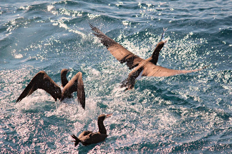 Birds fishing and flying stock image. Image of waves - 88301087