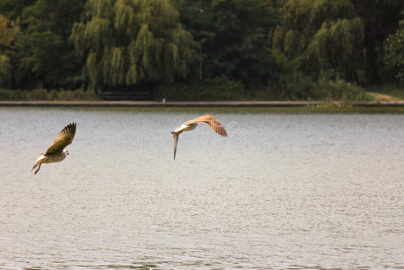 Birds fishing stock image. Image of bird, fishing, seagull - 85973149