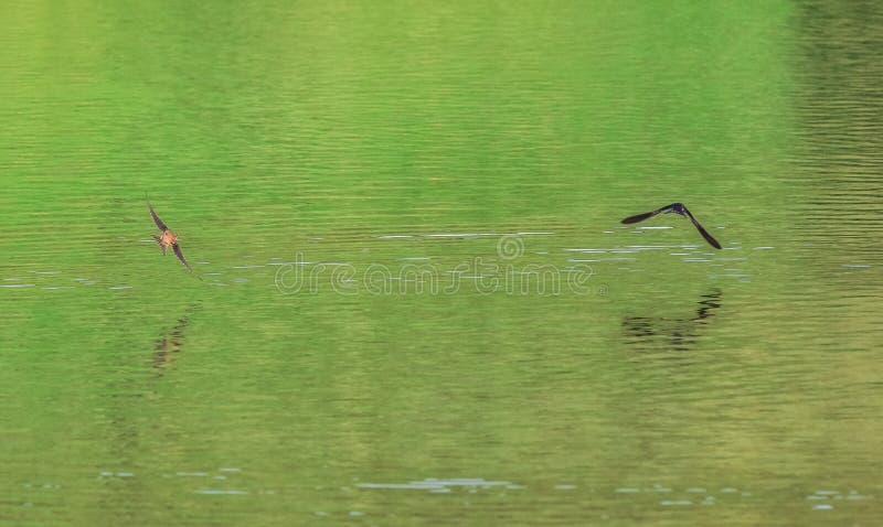 Birds Flaying Over Green Pond Stock Image - Image of white, animal ...