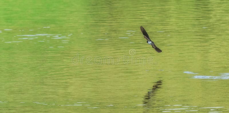 Birds Flaying Over Green Pond Stock Photo - Image of animal, fairing ...