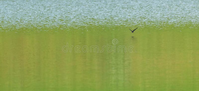 Birds Flaying Over Green Pond Stock Image - Image of landscape, blue ...