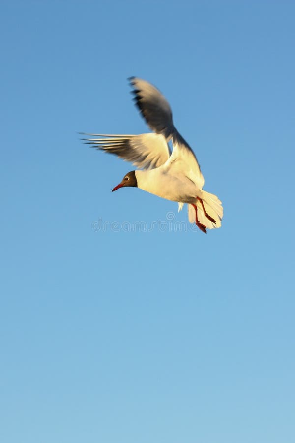 Birds Flew on the Melting River Stock Photo - Image of outdoor ...