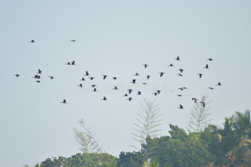 Birds on flight stock photo. Image of birds, bird, flight - 182664490