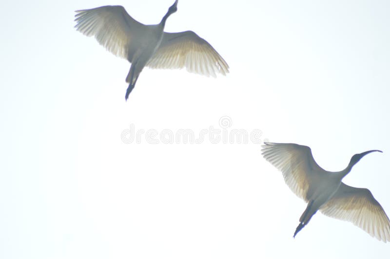Birds on flight stock image. Image of gull, beak, waterfowl - 212861629