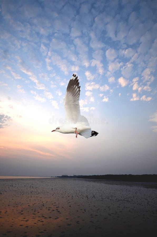 Birds in flight. stock image. Image of cloud, perspective - 23449949