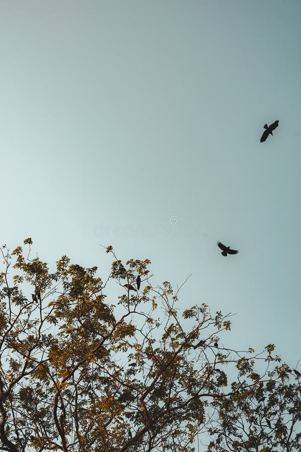 Birds in Flight Above Tree Branches Stock Image - Image of wildlife ...
