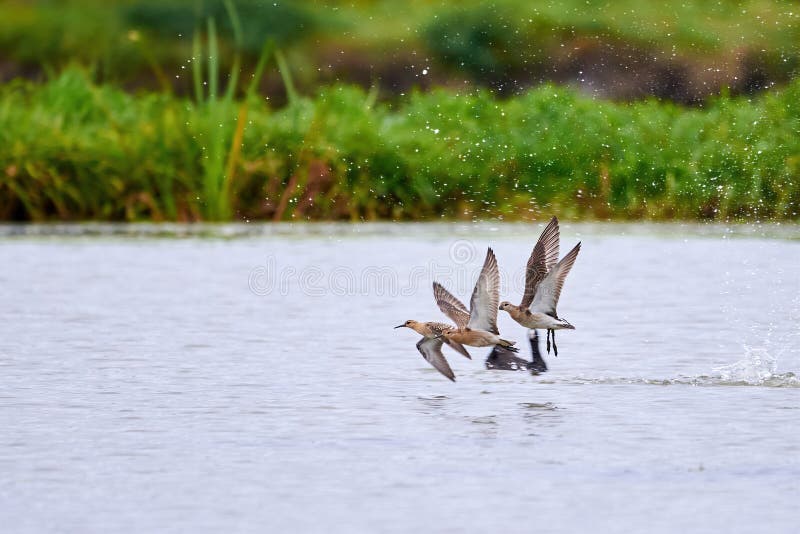 Birds in flight stock photo. Image of lake, birds, hypoleucos - 238002388