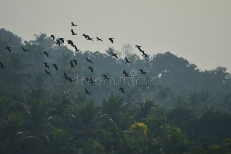 Birds on flight stock photo. Image of birds, waterbird - 181000864