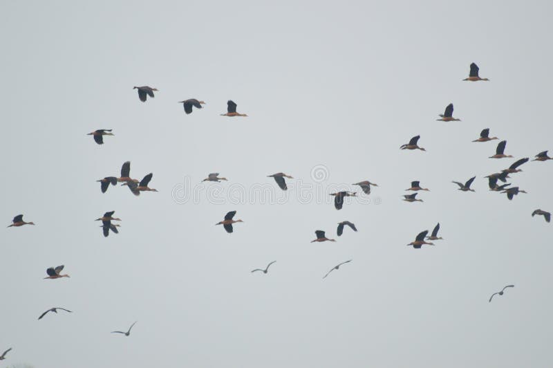 Birds on flight stock image. Image of flight, migration - 183427969