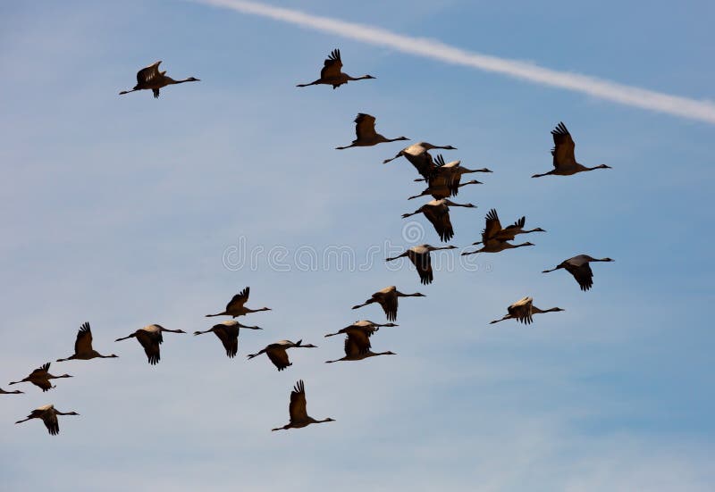Flock of cranes in flight stock photo. Image of freedom - 377609566