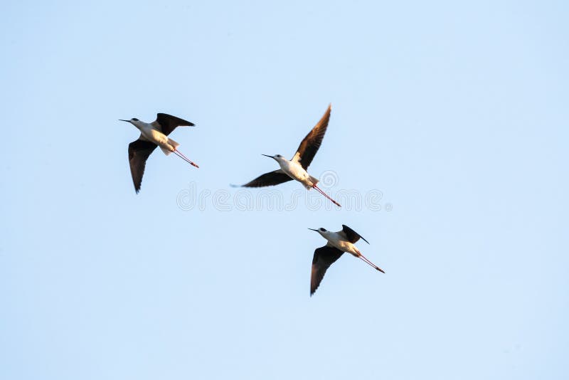 Birds in flight stock image. Image of flying, daytime - 68944057
