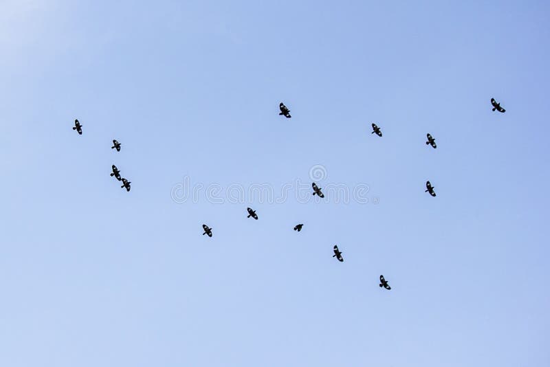 Birds in the Flight Flying To Home Stock Image - Image of pigeons ...