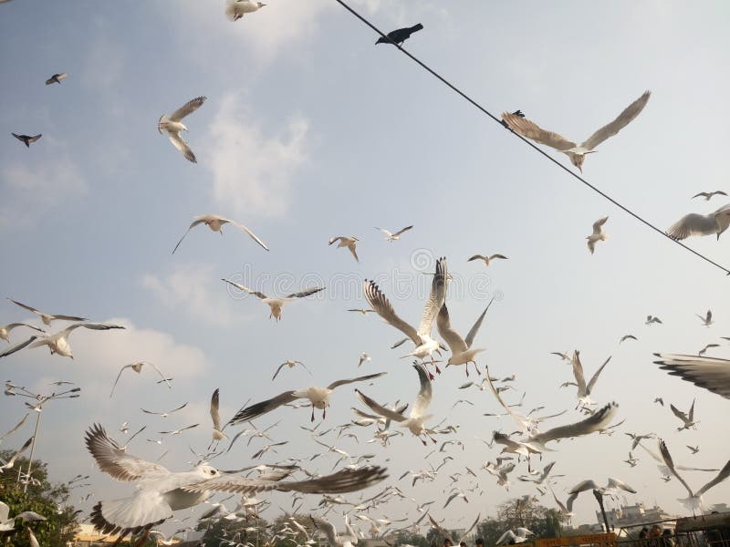 Birds in flight editorial photo. Image of seabird, spread - 88177376
