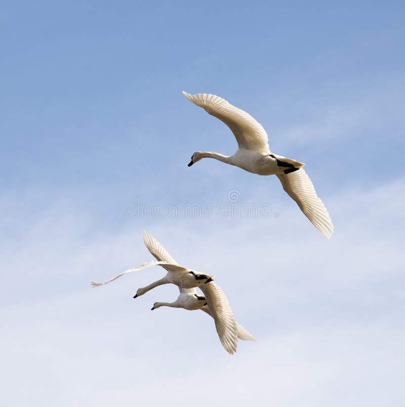 Birds in flight stock photo. Image of bank, bevy, flight - 53134418
