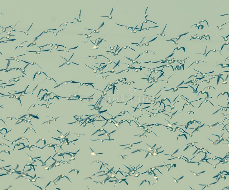 Birds flock, background stock illustration. Illustration of background ...