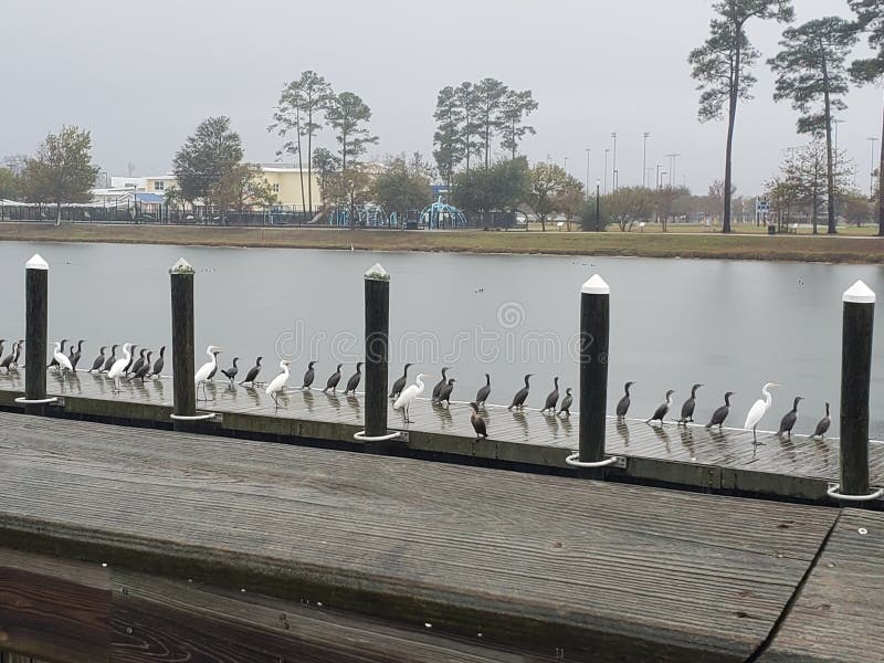 Birds flock riverside stock image. Image of wall, fence - 262830919