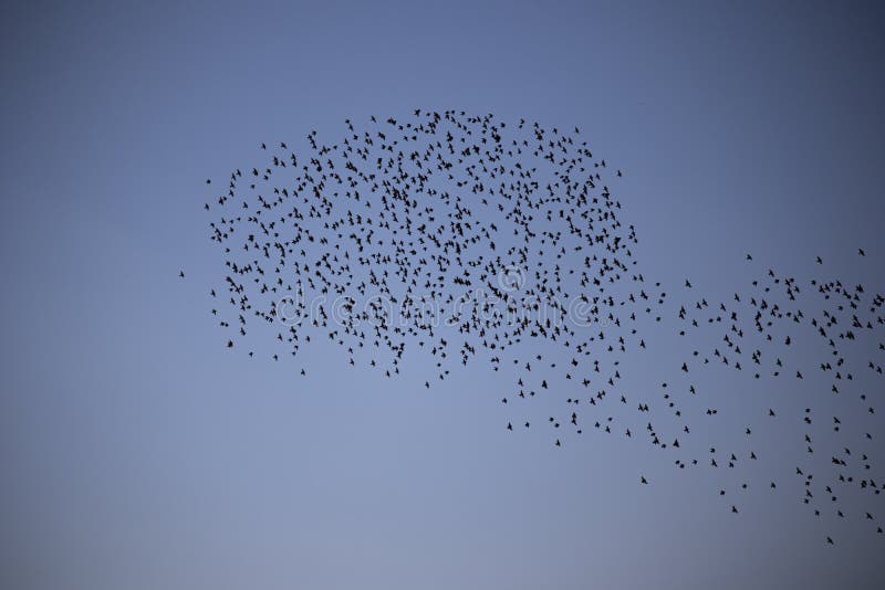 Birds flocking stock photo. Image of airborne, birds - 129934676