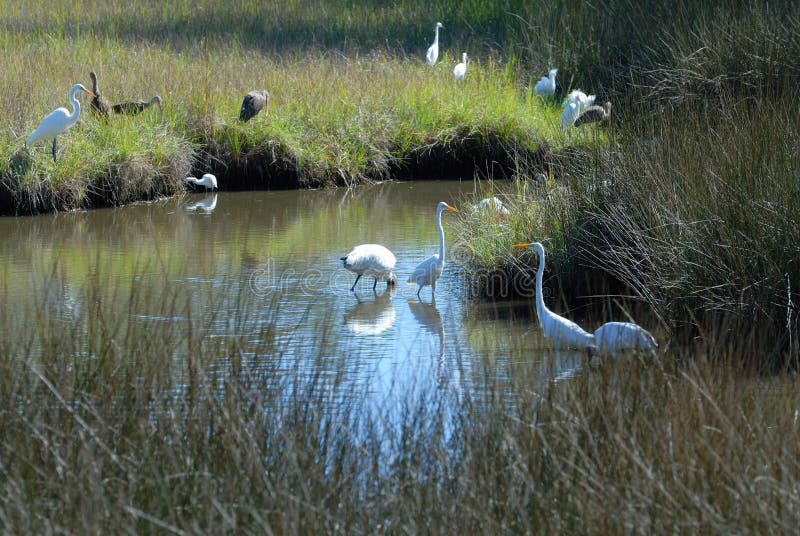 Birds in the Florida Wetlands Stock Photo - Image of america, reeds ...