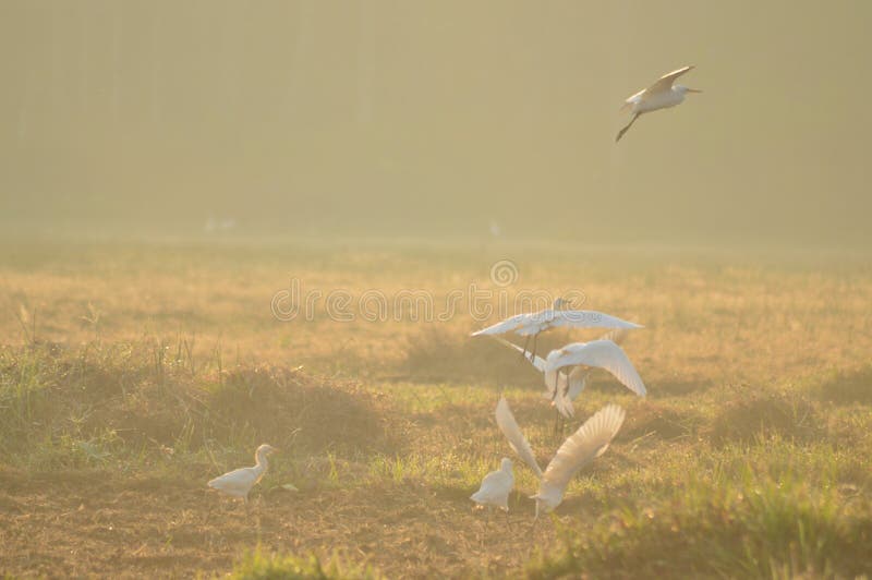 Birds on fly stock photo. Image of grass, prairie, plain - 183493574