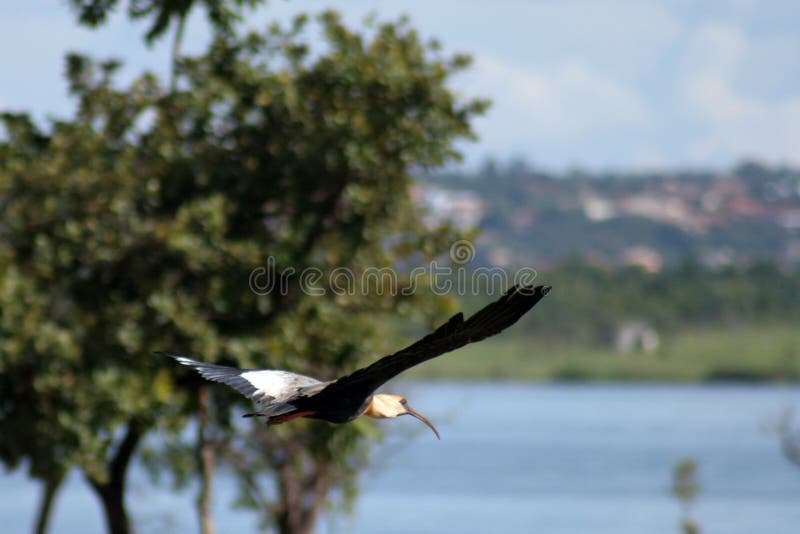 Birds Fly Picture. Image: 71864