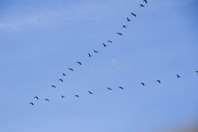 Birds Fly in Arrow Formation in the Blue Sky Stock Image - Image of ...