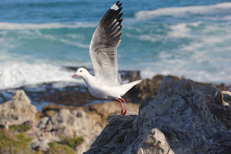 Birds stock photo. Image of rocks, birds, away, beach - 97140216